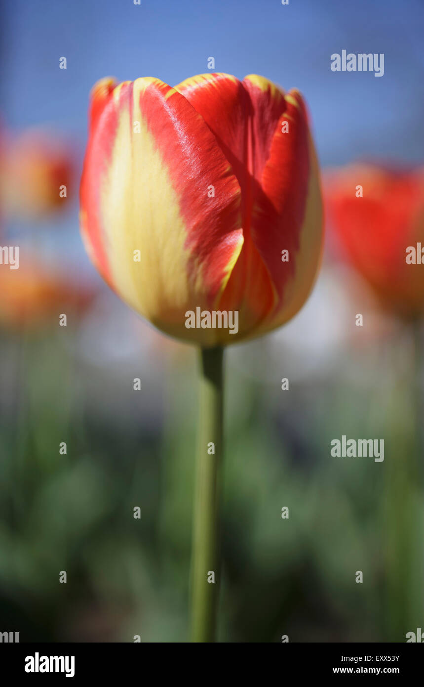 Tulip in hi-res stock photography and images - Alamy