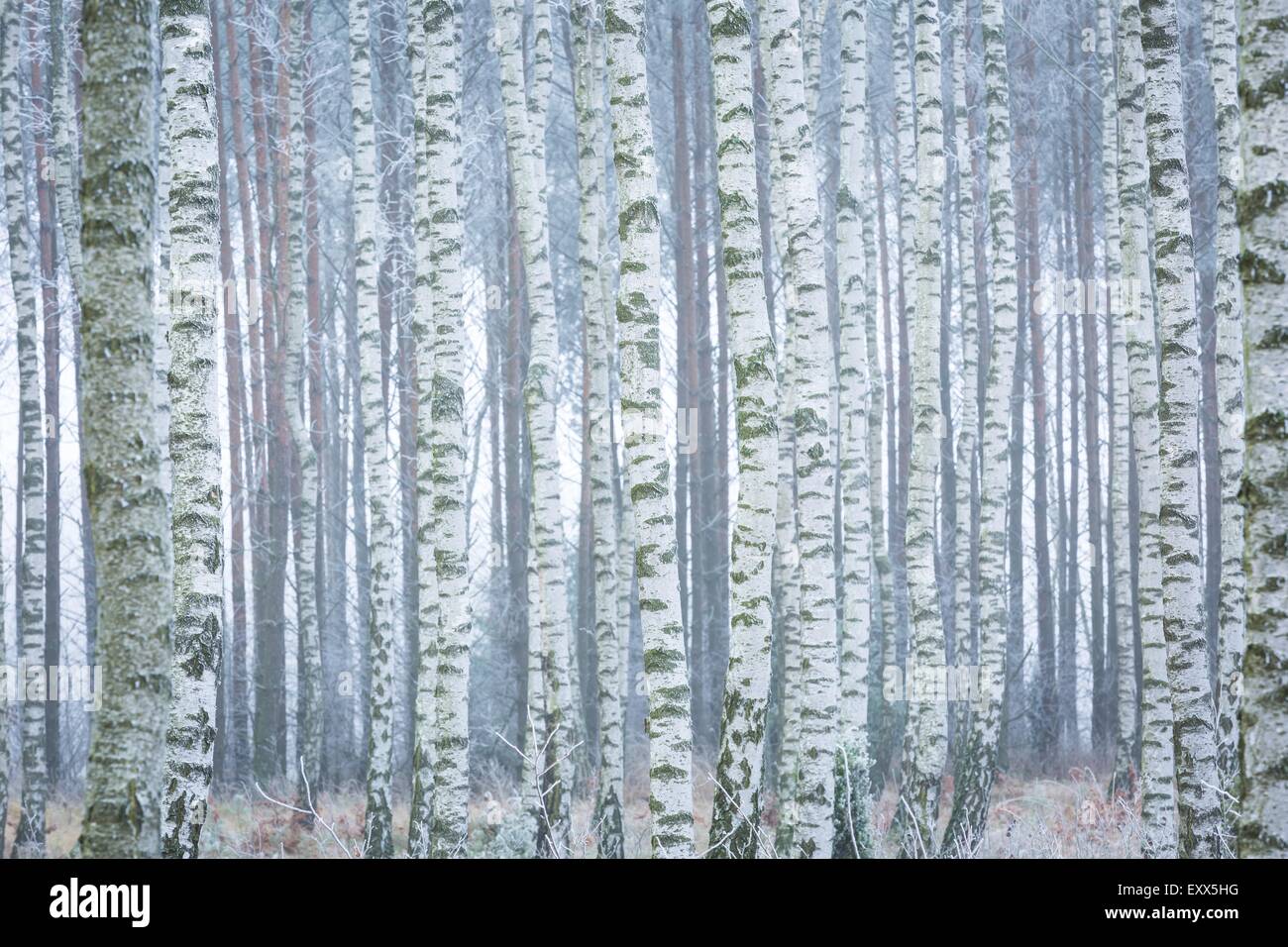 Frozen birch forest landscape. Early winter landscape with frost on ...
