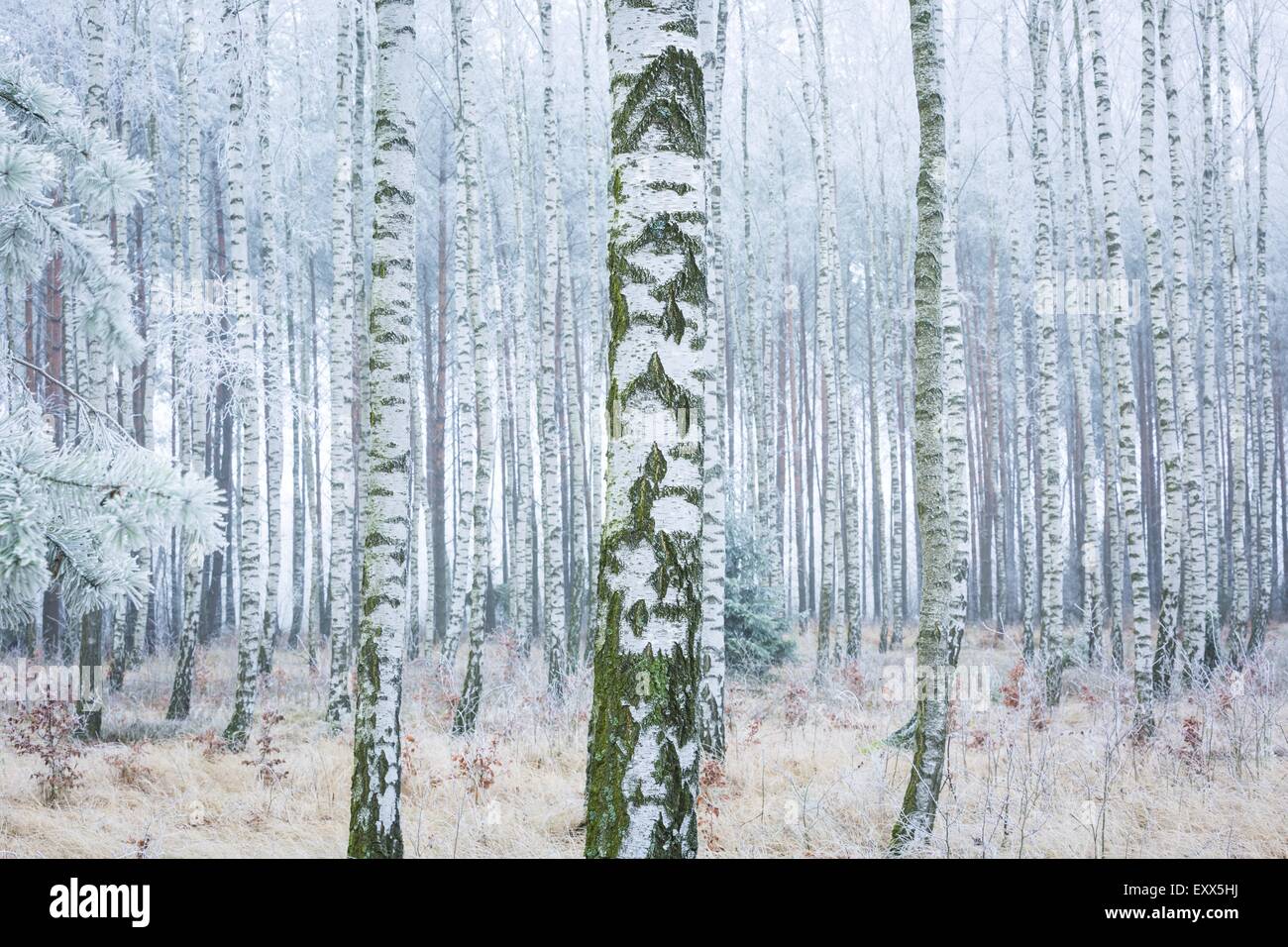 Frozen birch forest landscape. Early winter landscape with frost on ...