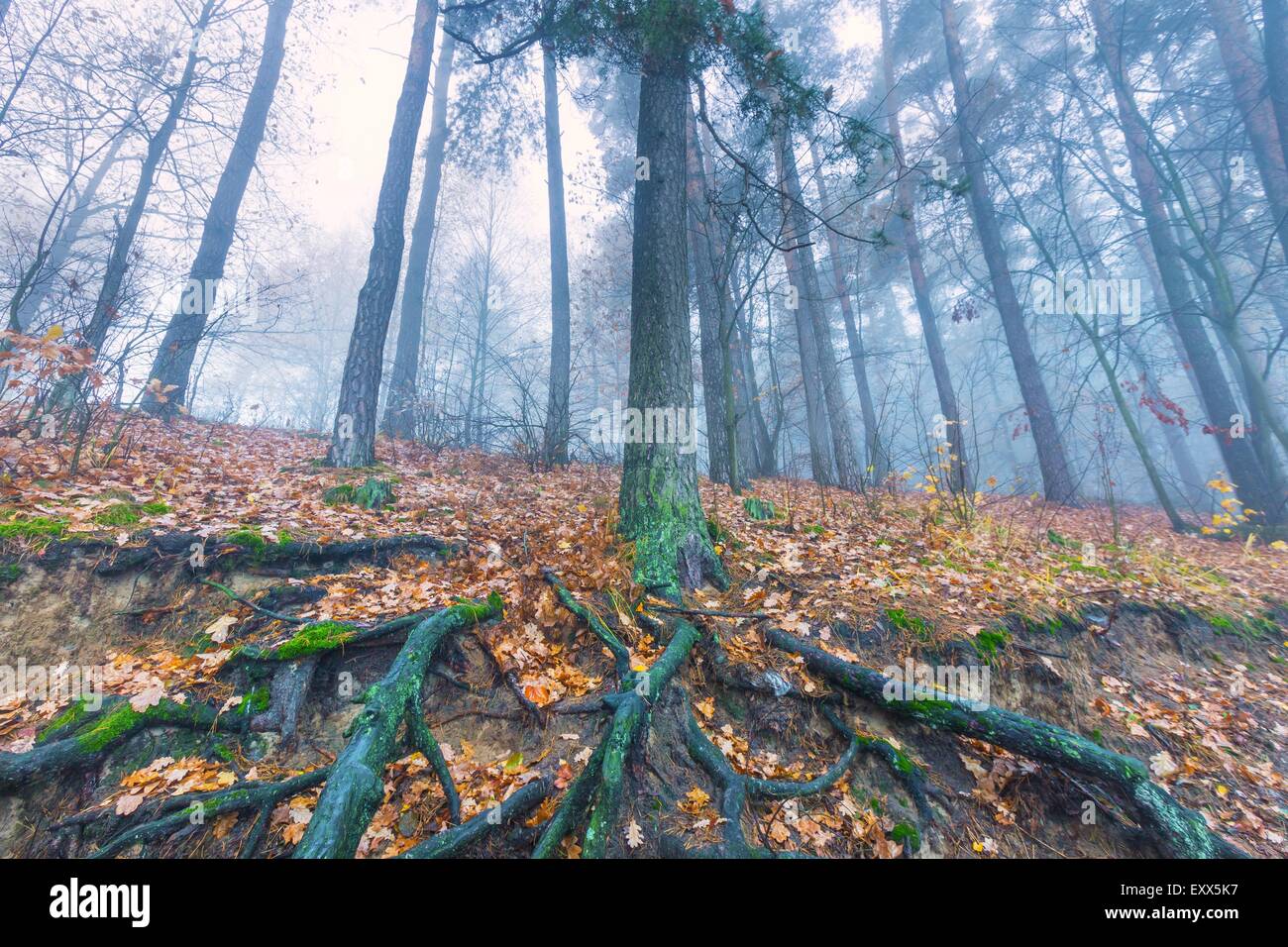 Foggy spooky forest landscape. Morning in autumnal woods. Tranquil and ...