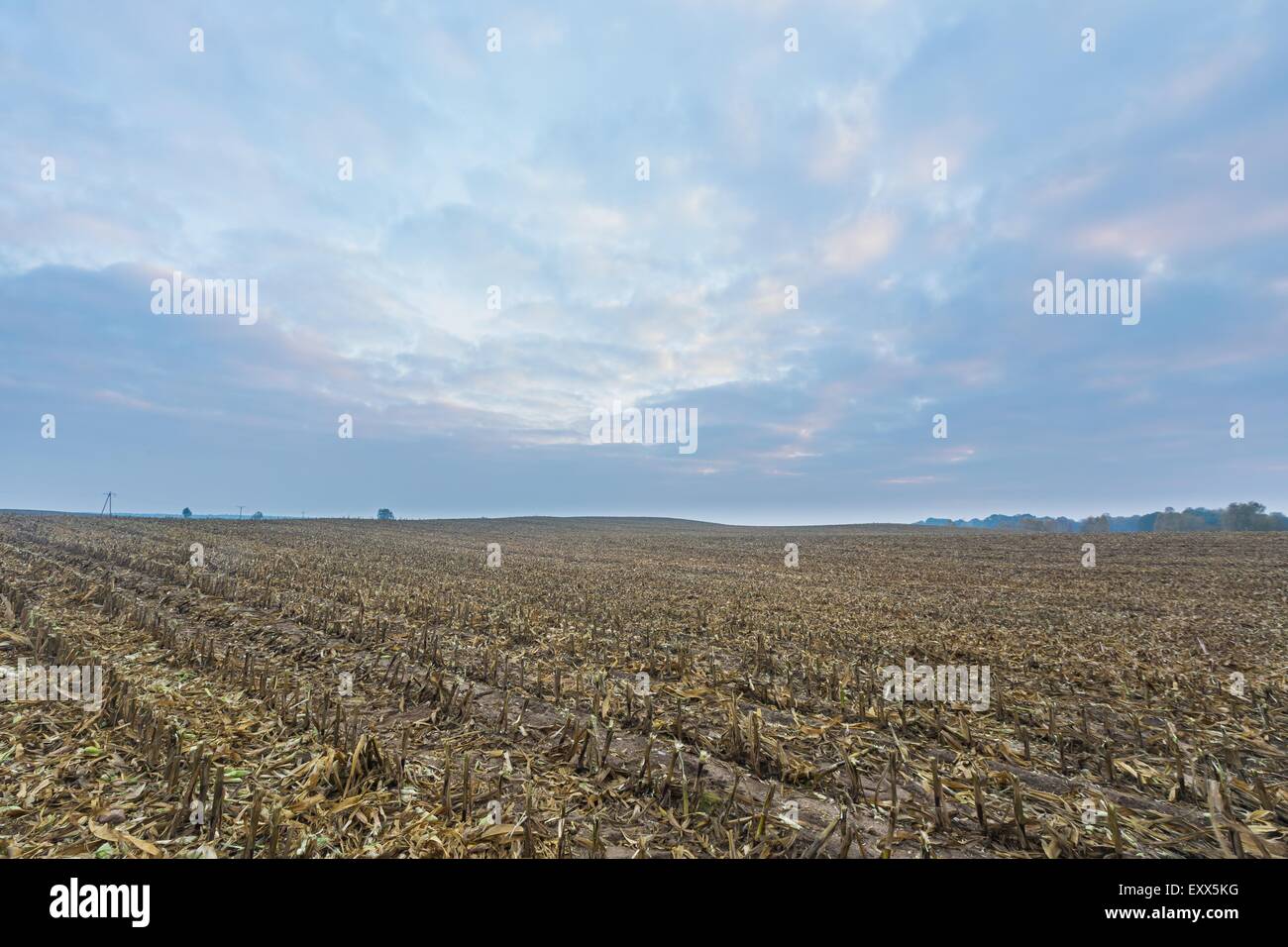 Stubble field after harvested corn. Autumnal or early winter landscape ...