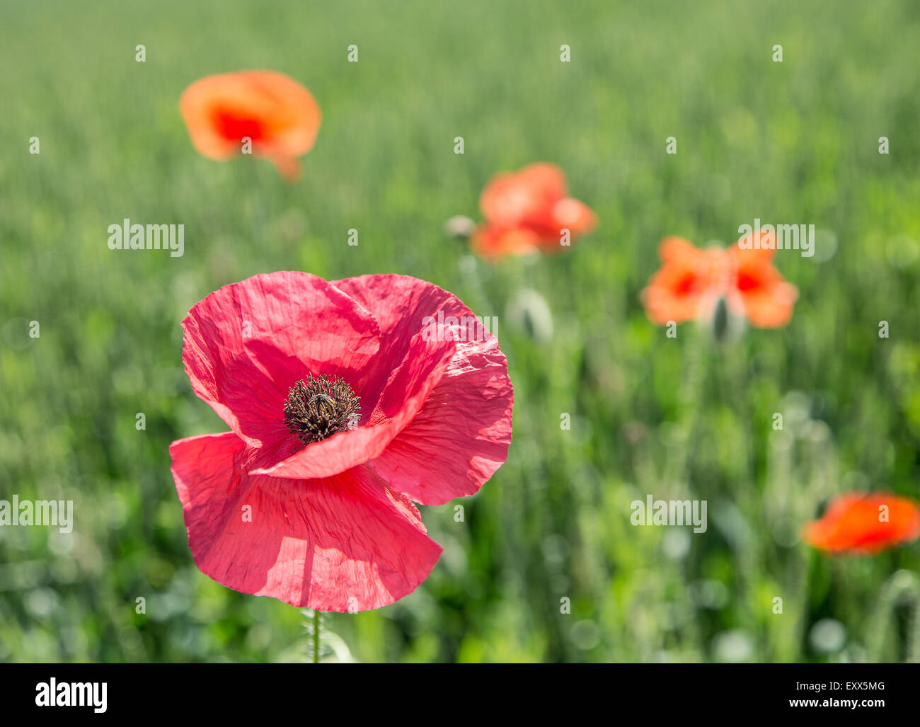 Field of red dainty poppies. Nature background Stock Photo - Alamy