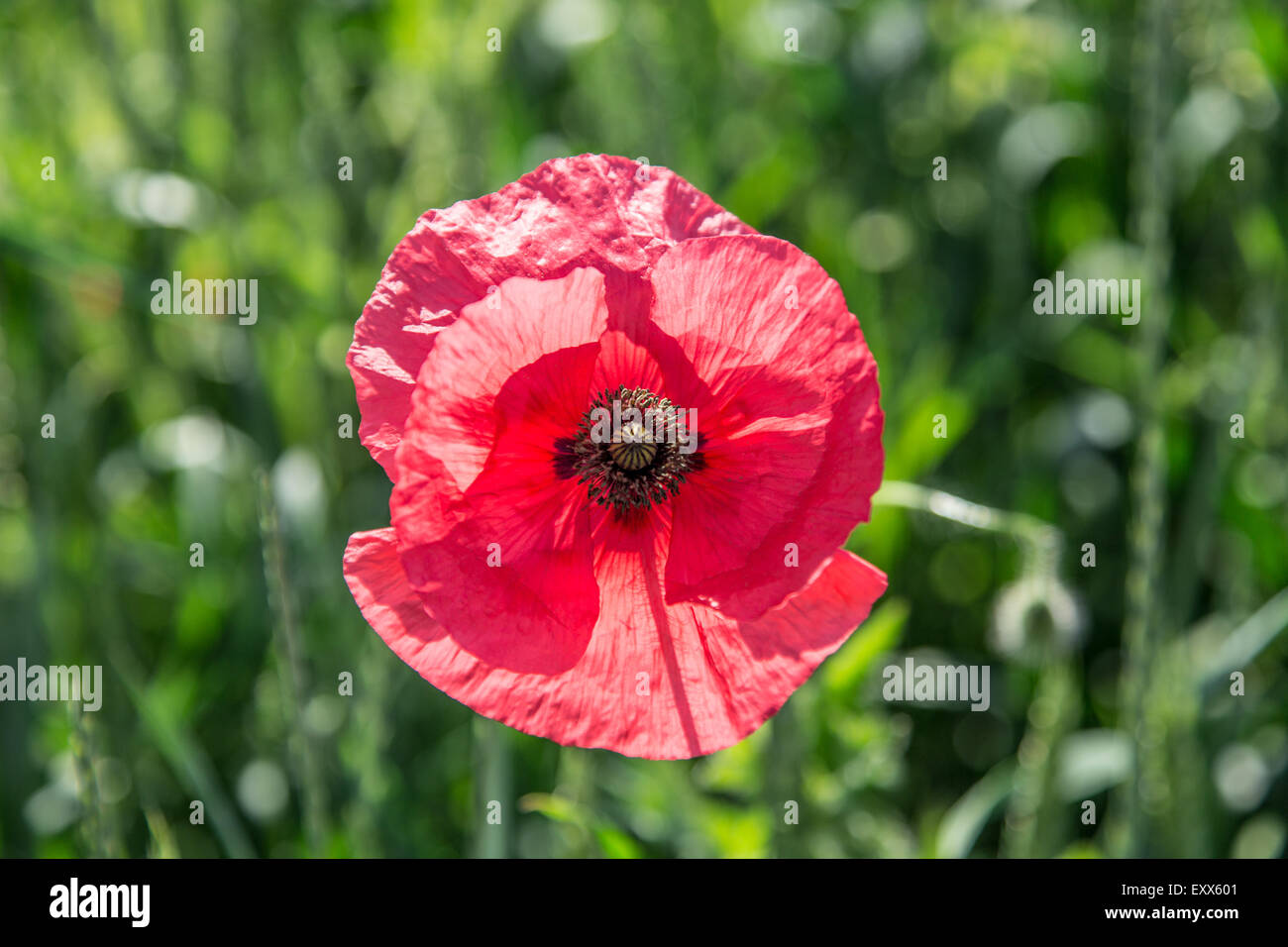 Pink poppy in the field. Nature background Stock Photo - Alamy