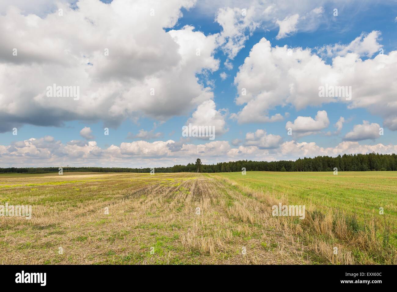 Rural landscape of polish countryside. Field or meadow under blue sky ...