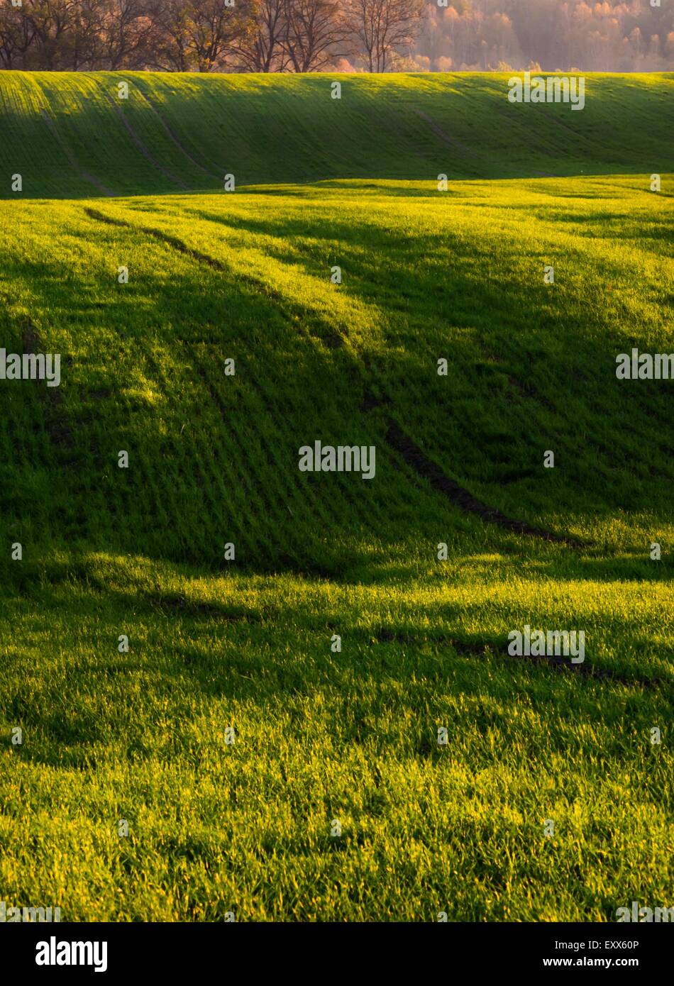 Beautiful landscape with calm green young field in morning light ...