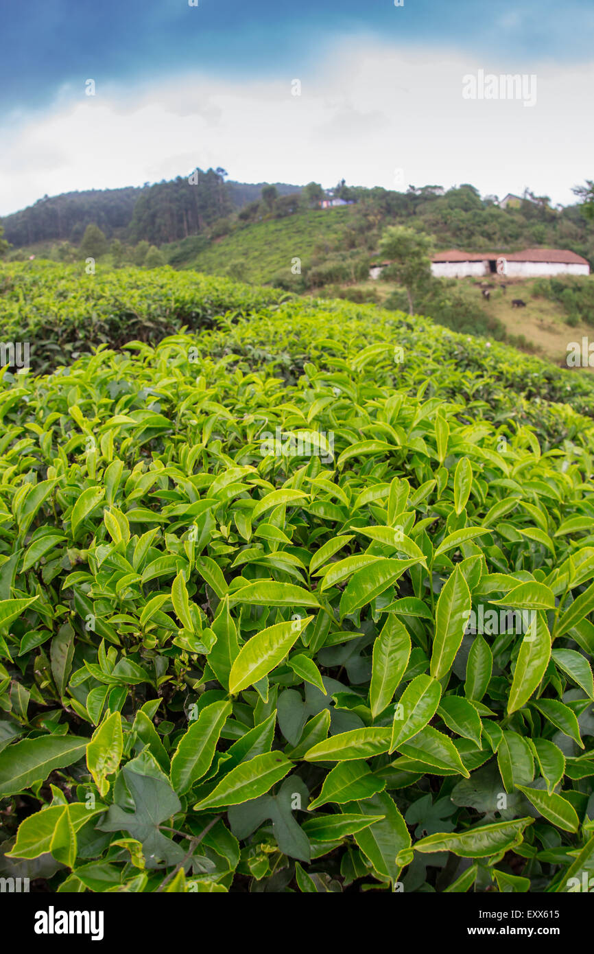 Tea plantation Cameron highlands Stock Photo - Alamy