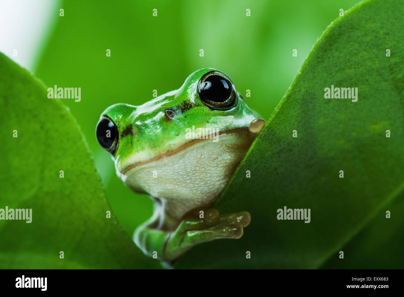 Cute little green tree frog peeking out from behind the leaves Stock ...