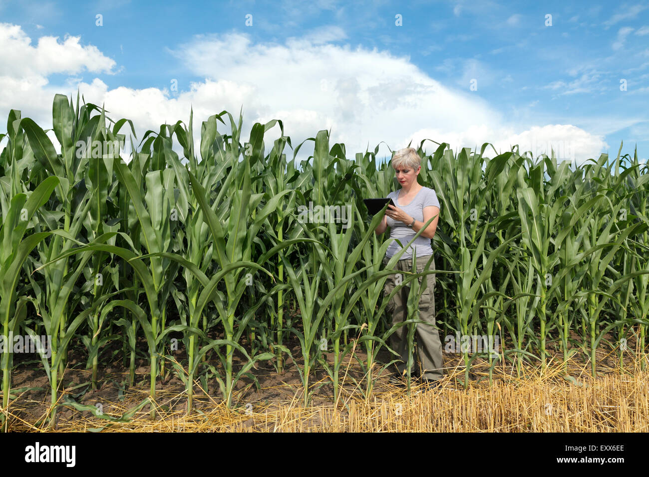Quality Corn High Resolution Stock Photography and Images - Alamy