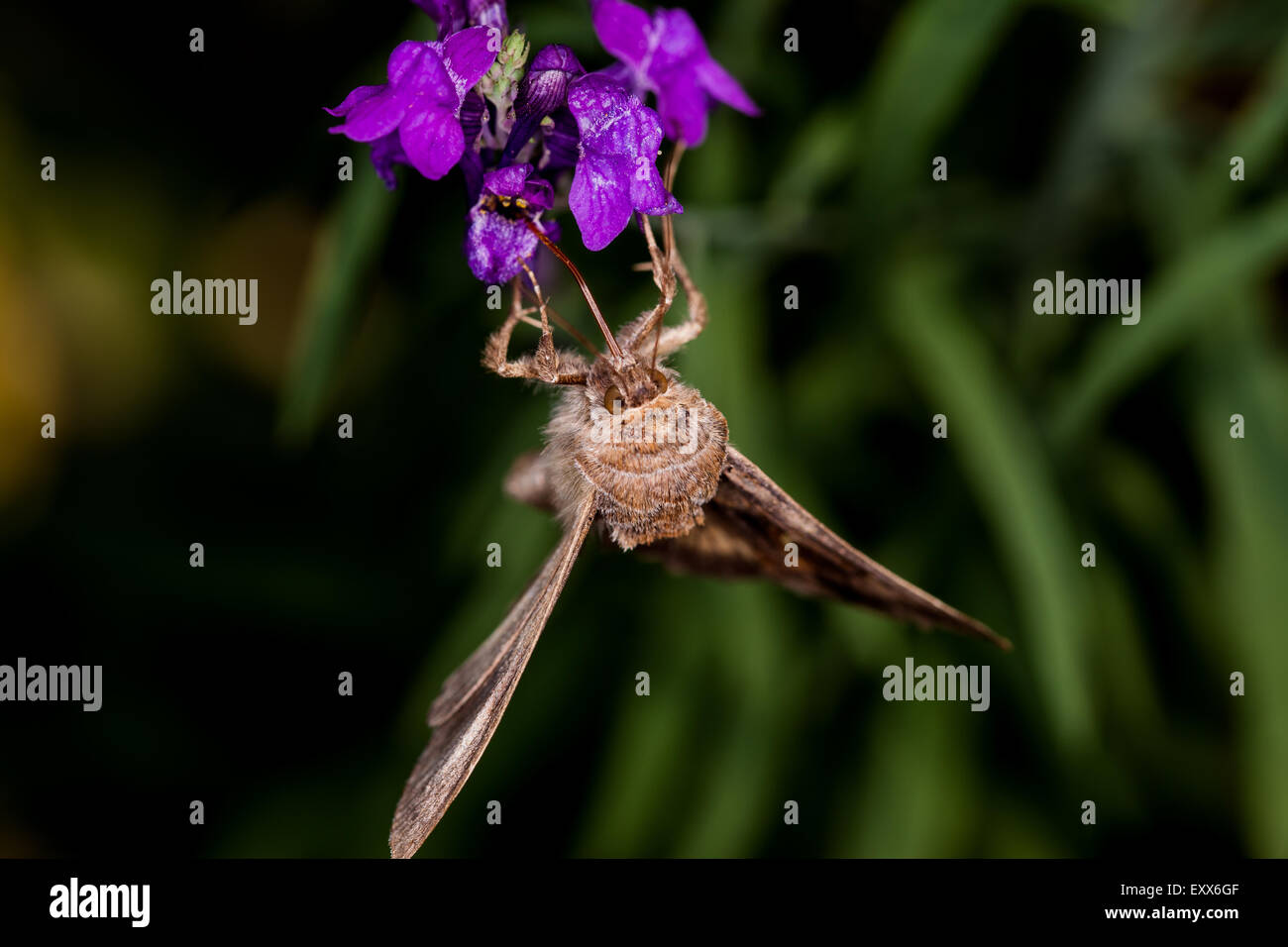 Moth flower hi-res stock photography and images - Alamy
