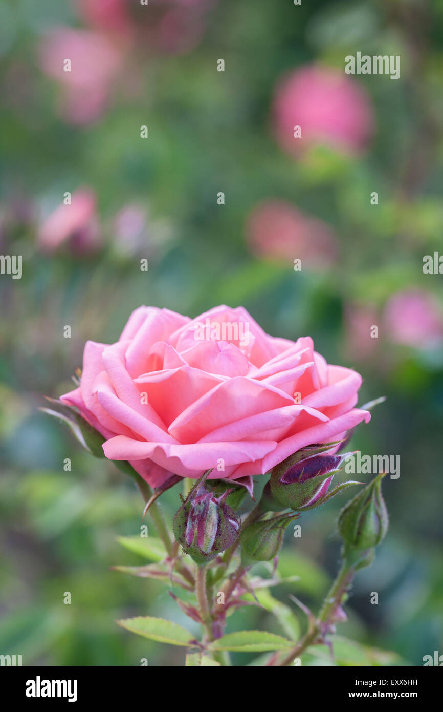 Beautiful romantic pink rose hi-res stock photography and images - Alamy