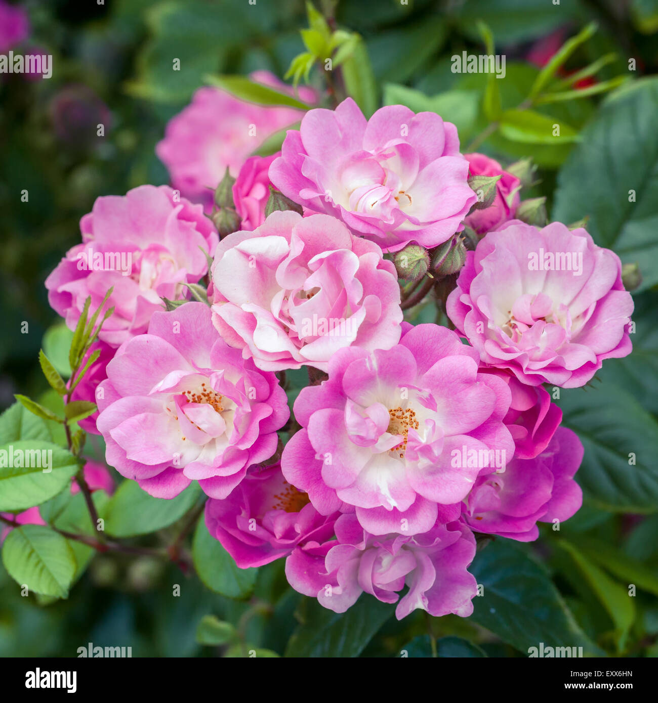 Pink blooming roses bush close up Stock Photo - Alamy