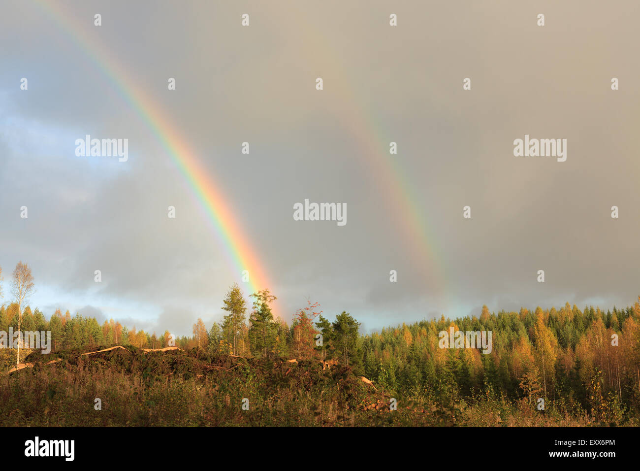 Rainbow and forest landscape Stock Photo - Alamy Rainbow and forest landscape Stock Photo - Alamy