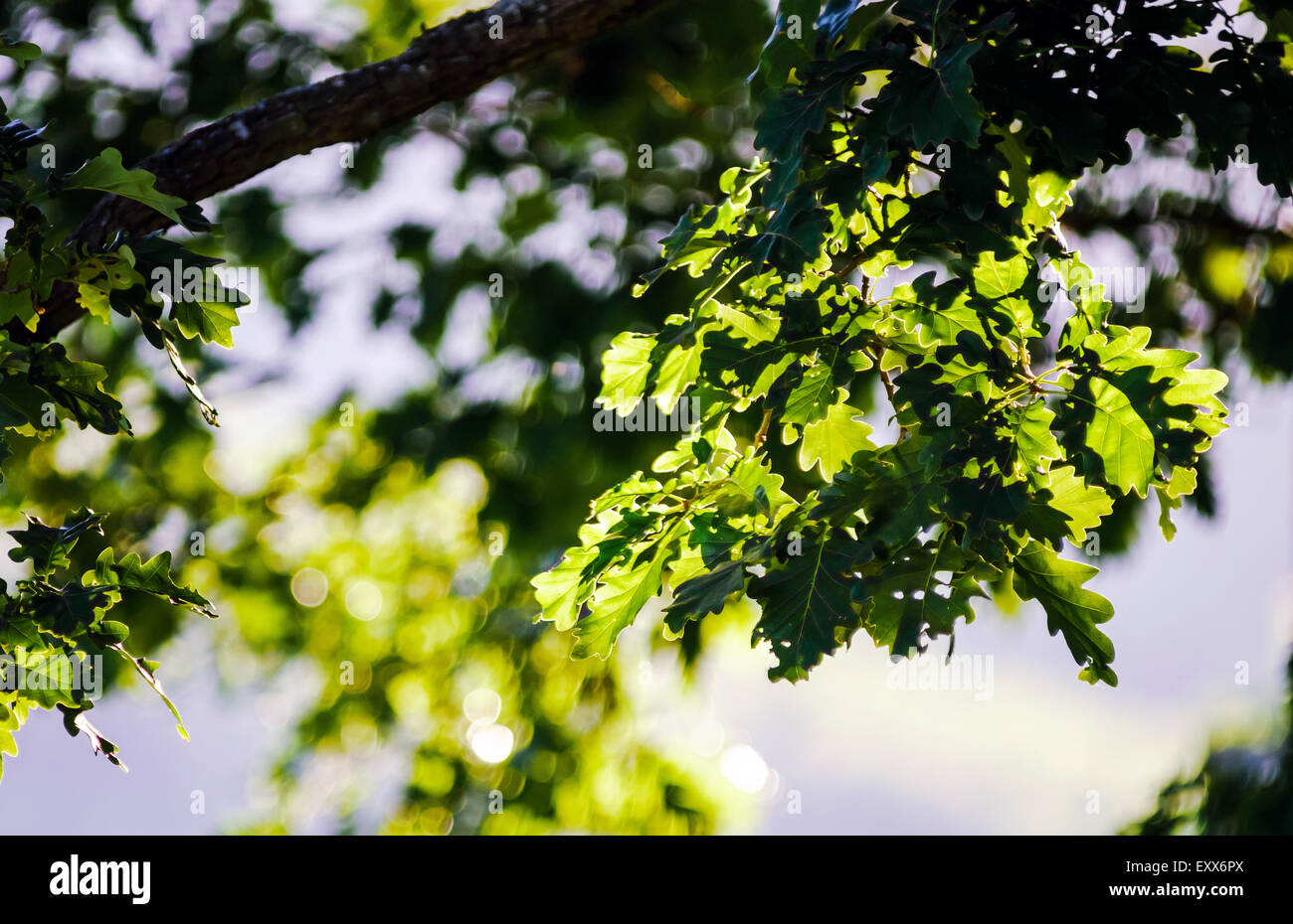 Great sun light through the oak leaves on sunset Stock Photo - Alamy