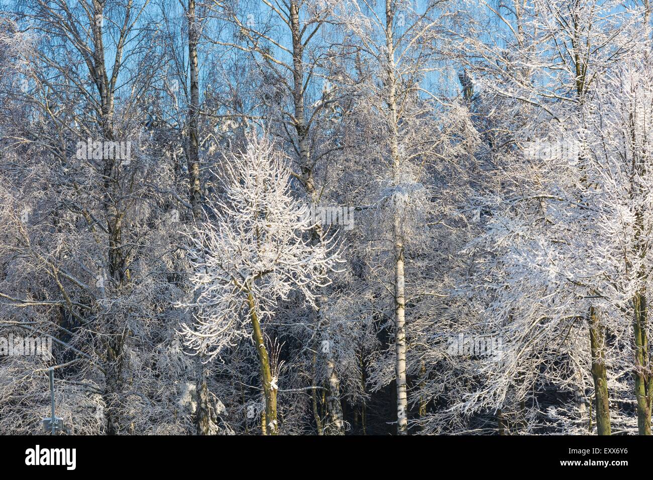Beautiful close up of frosted or covered by snow trees branches in ...