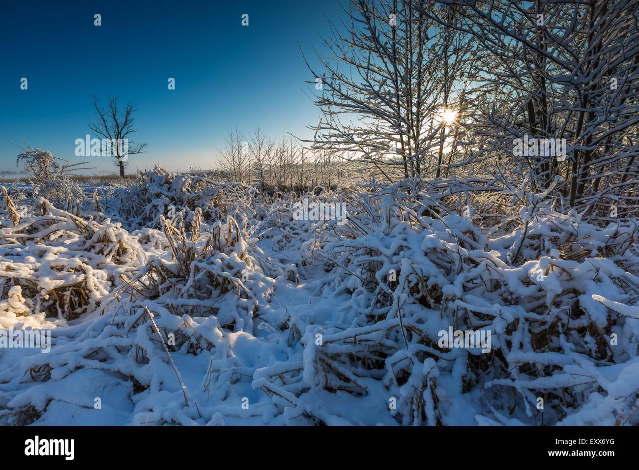 Beautiful landscape of snow covered trees in morning forest Stock Photo ...