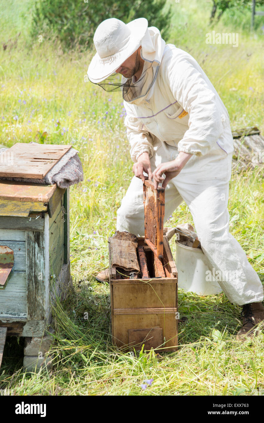 June agriculture apiary bee beehive beekeeper beeswax box bushes cap ...