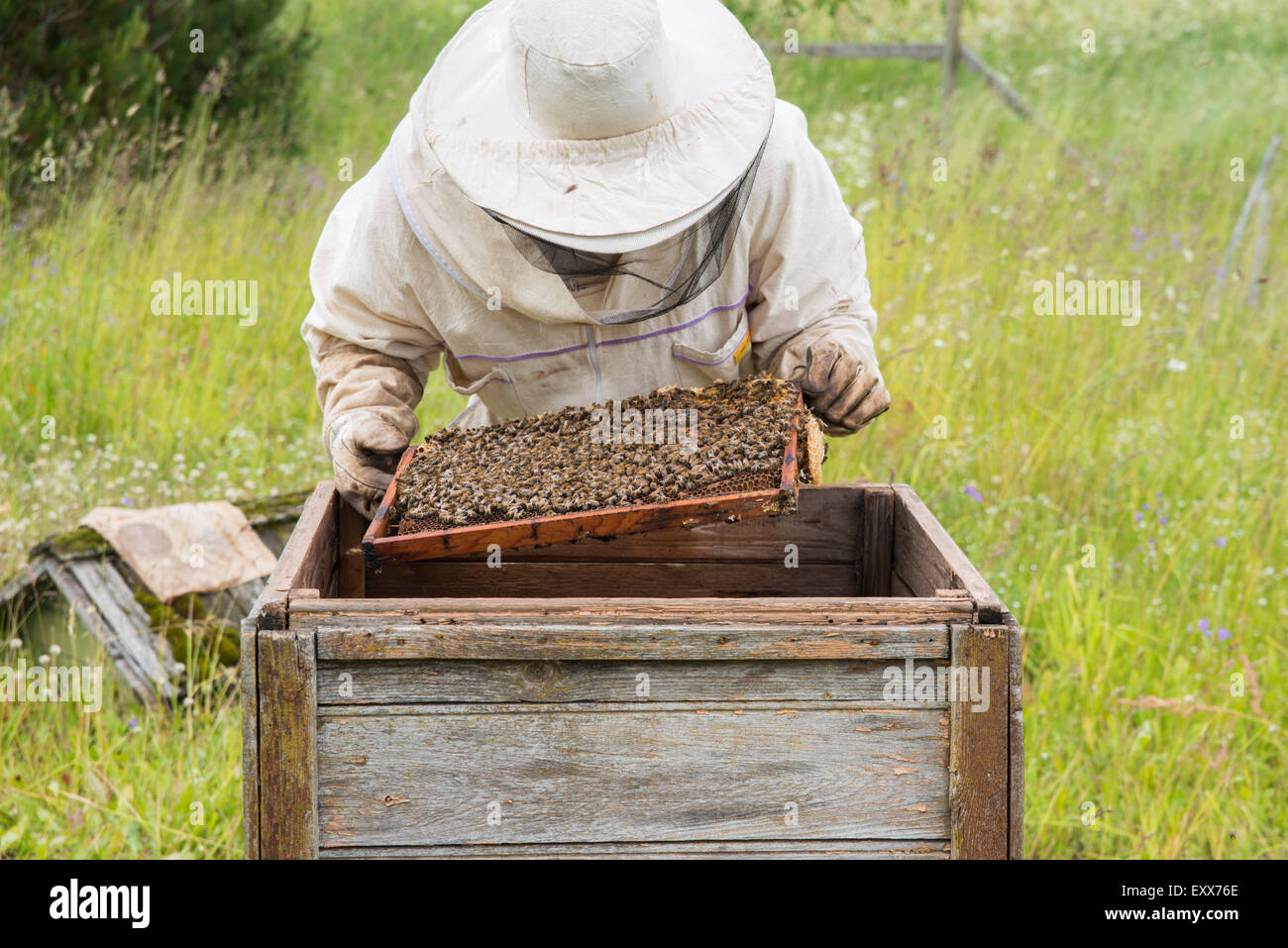 June agriculture apiary bee beehive beekeeper beeswax box bushes cap ...