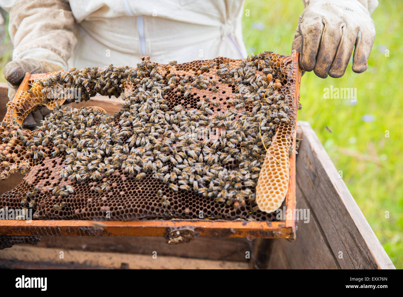 June agriculture apiary bee beehive beekeeper beeswax box bushes cap ...