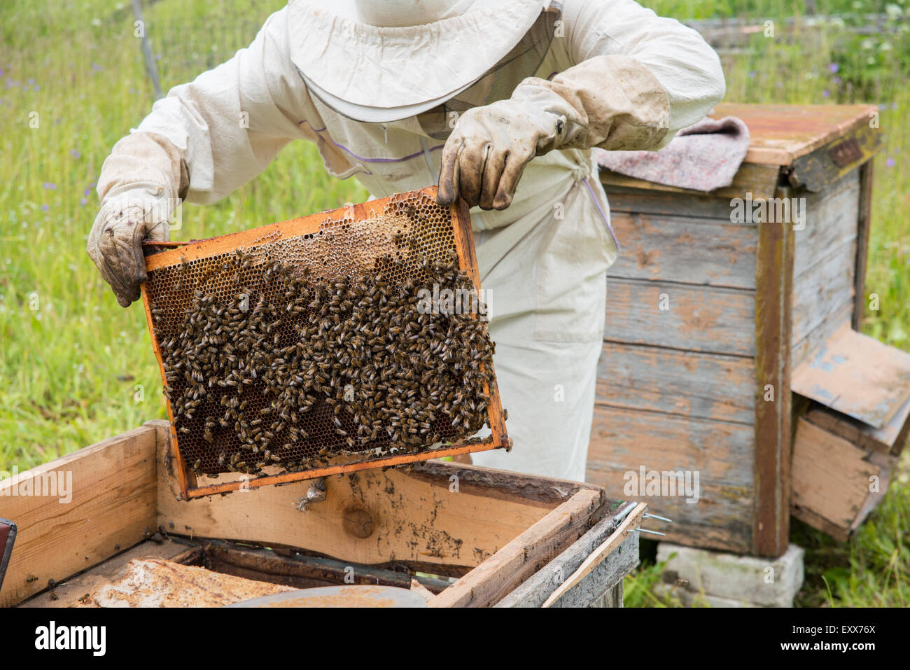 June agriculture apiary bee beehive beekeeper beeswax box bushes cap ...
