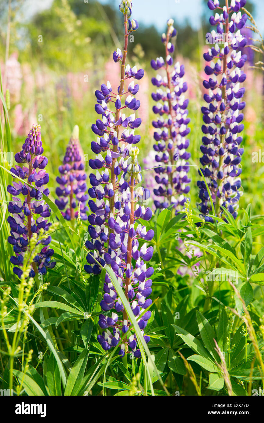 Ligo Midsummer agriculture apple tree birch bloom blooming blooms blue ...