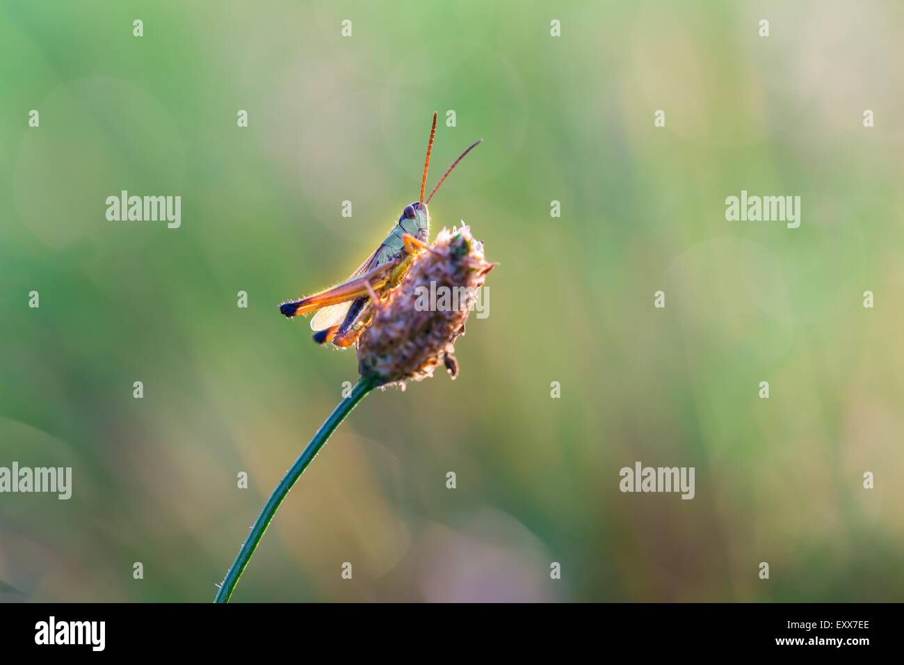 Beautiful grasshopper hi-res stock photography and images - Alamy