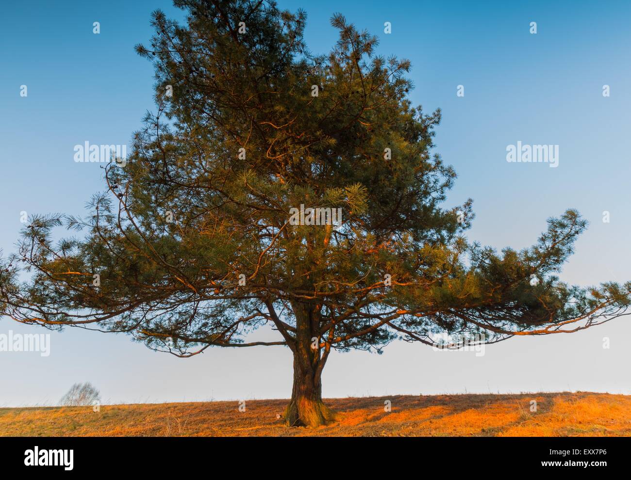 Photo of old big pine tree on hill of meadow at sunset Stock Photo - Alamy