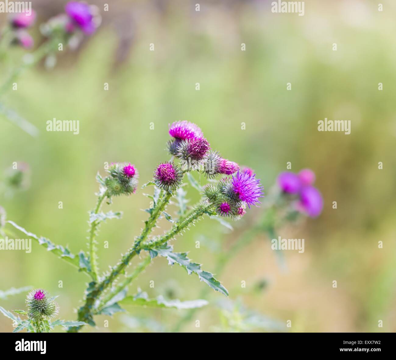 Violet thistle flowers close up on green background Stock Photo - Alamy