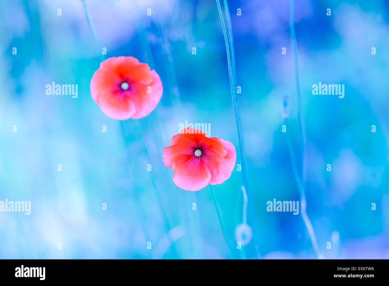 Beautiful poppy flowers hi-res stock photography and images - Alamy