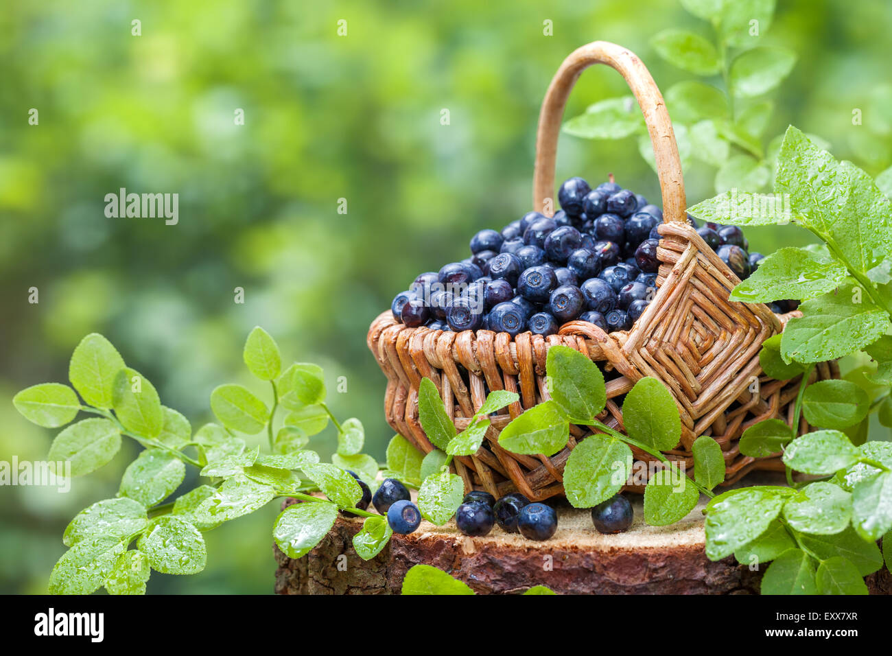 Huckleberry berries hi-res stock photography and images - Alamy