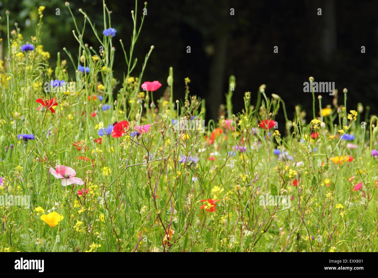 Pictorial meadow england hi-res stock photography and images - Alamy