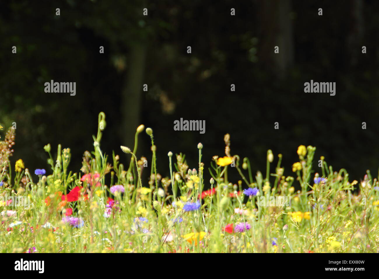 Urban wildflower meadow england hi-res stock photography and images - Alamy
