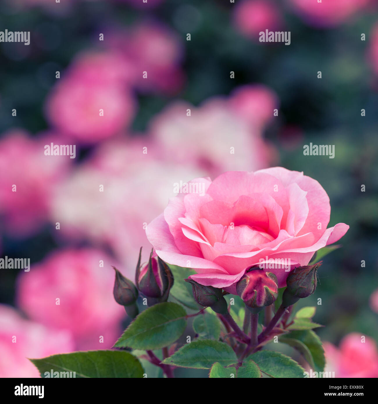 Beautiful pink garden rose on flowerbed Stock Photo - Alamy