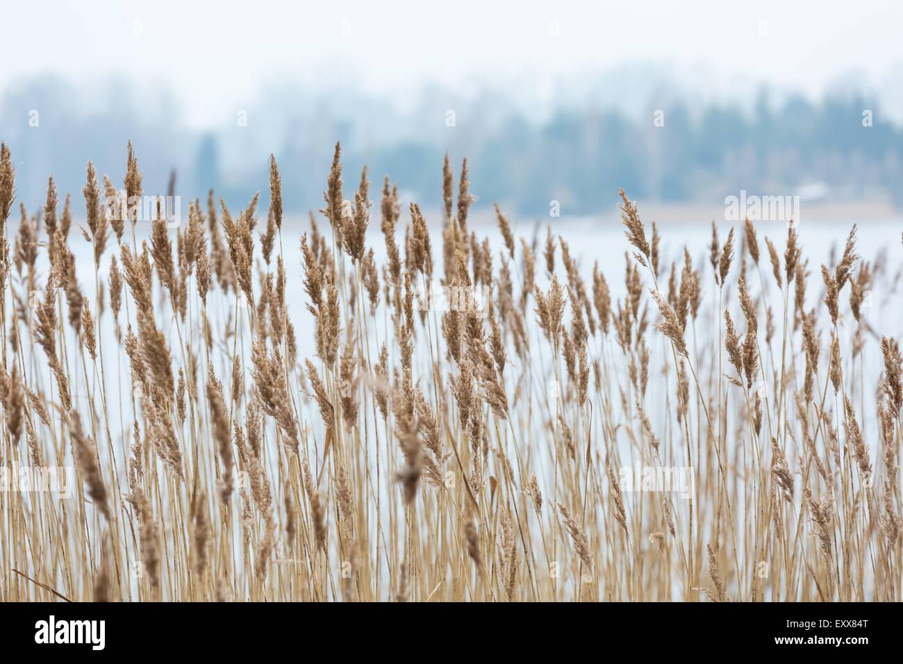 Dry reeds near lake in wintertime. Close up of withered plants Stock ...