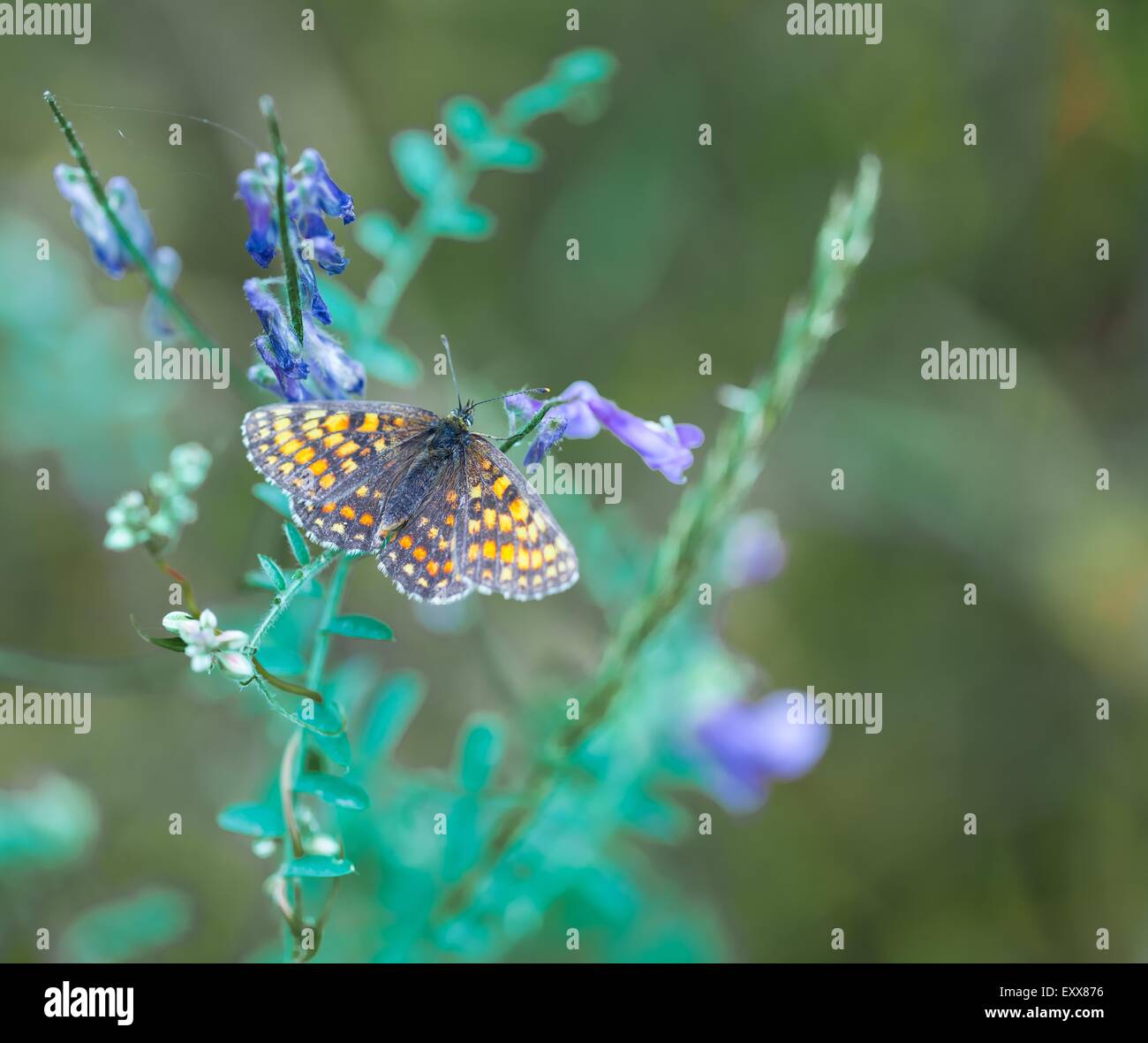 Beautiful macro of morning butterfly on sitting on plant on green ...