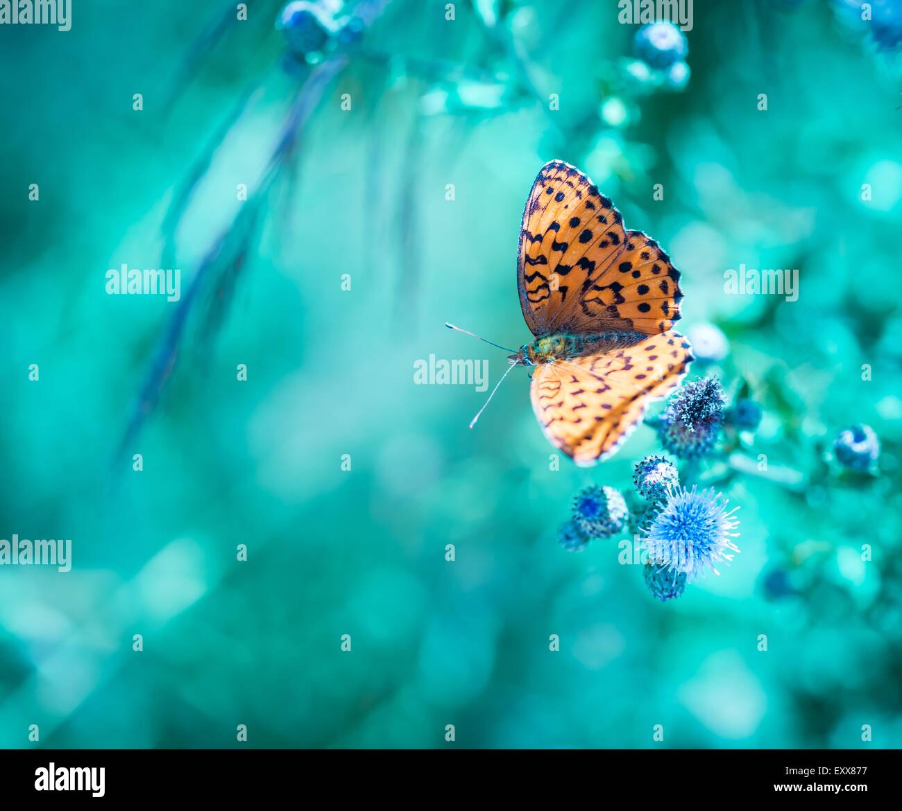 Beautiful macro of morning butterfly on sitting on plant on green ...