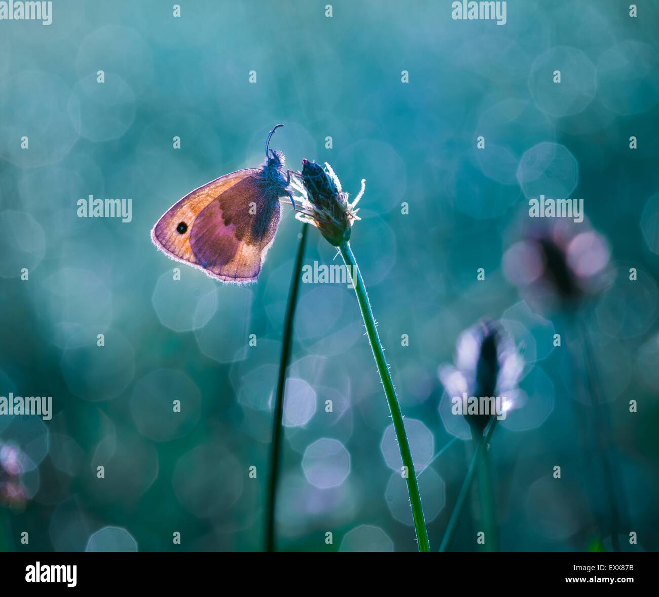 Beautiful macro of morning butterfly on sitting on plant on green ...