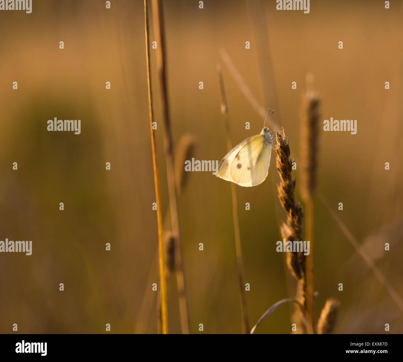 Beautiful macro of morning butterfly on sitting on plant on green ...