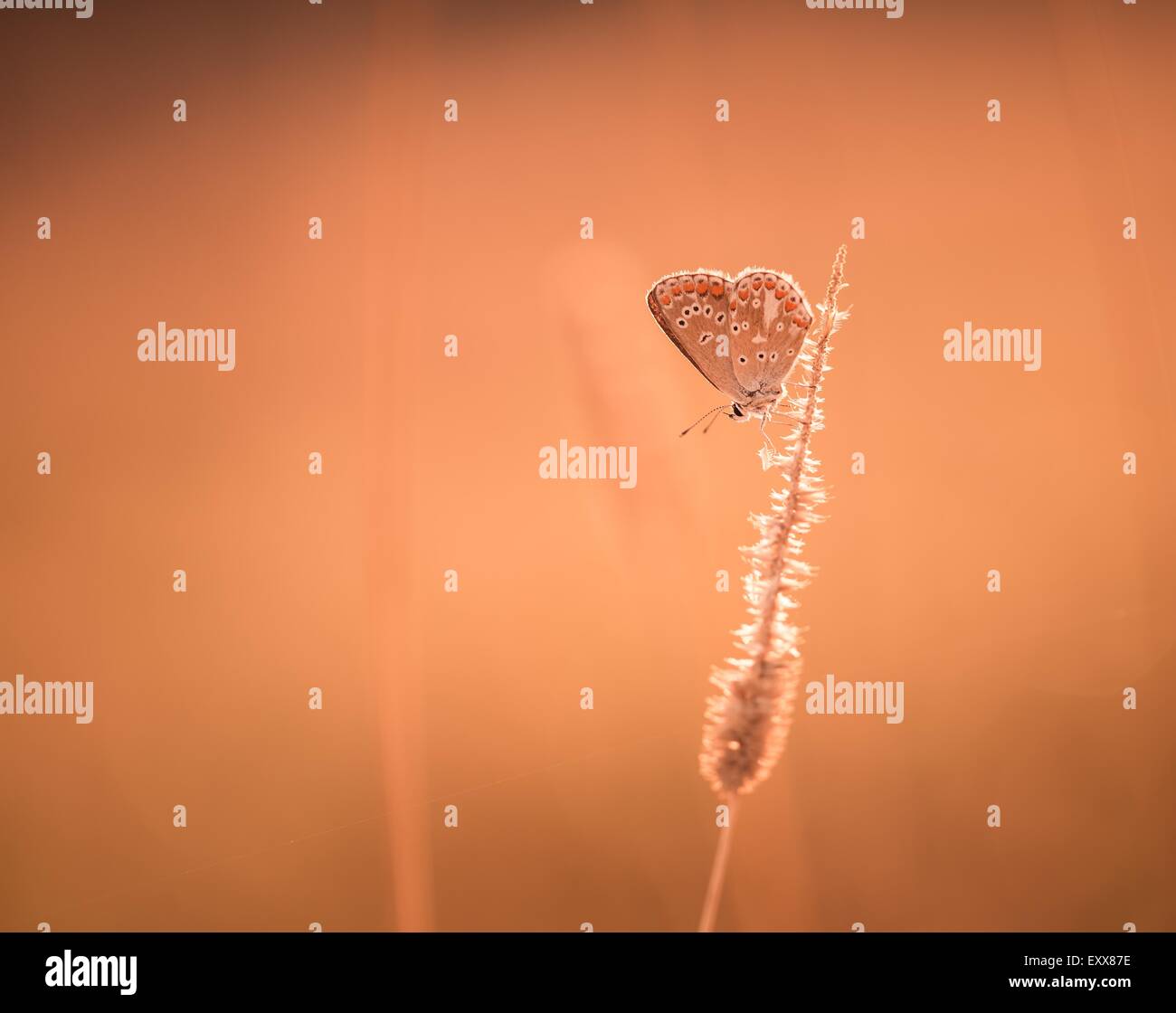 Beautiful macro of morning butterfly on sitting on plant on green ...
