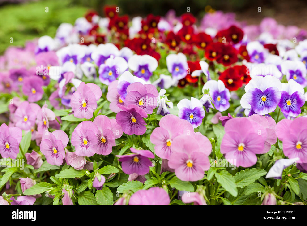 Group viola violet pink close hi-res stock photography and images - Alamy