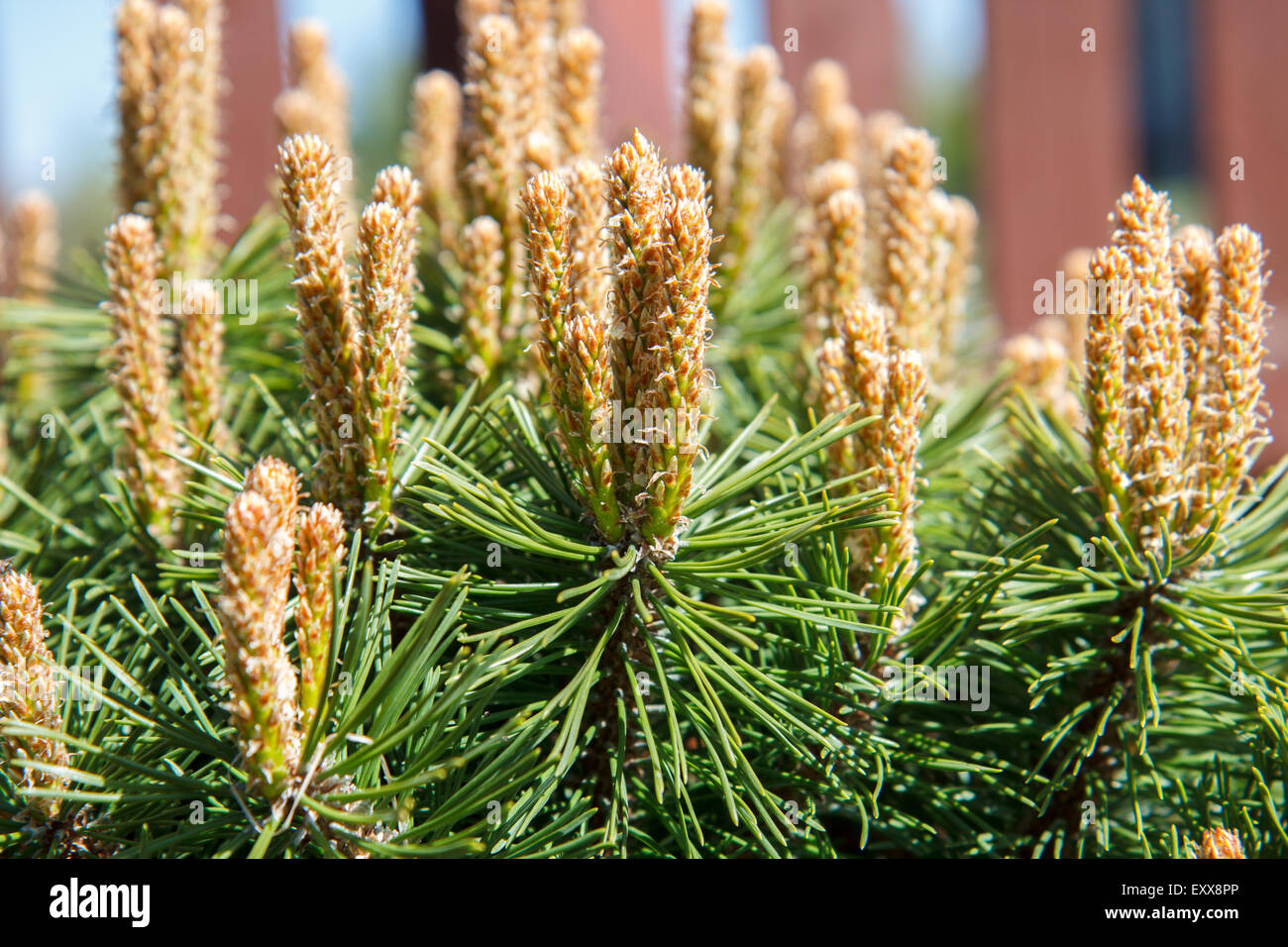Pine needle detail hi-res stock photography and images - Alamy