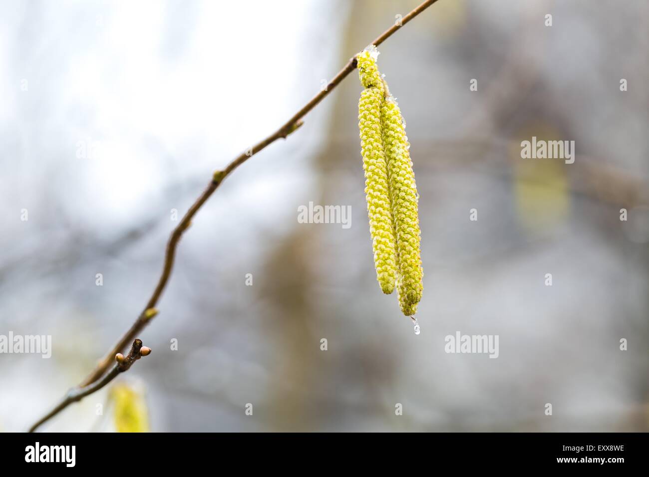 Hazel catkins - Corylus avellana in early spring in sunlight and ...