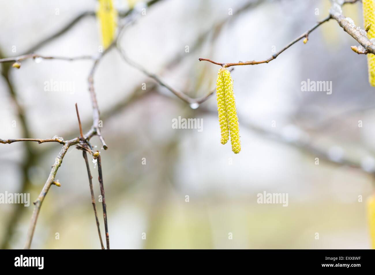 Common hazel buds hi-res stock photography and images - Alamy