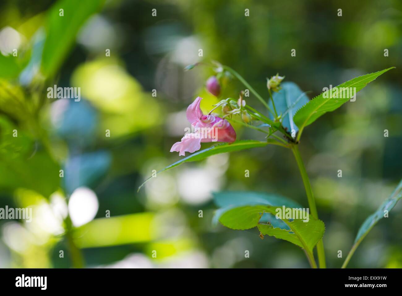 wild flowers growing in forest at summer time Stock Photo - Alamy