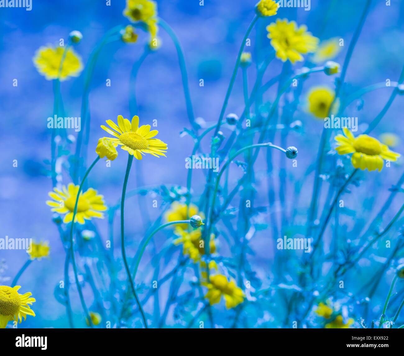 wild flowers growing in forest at summer time Stock Photo - Alamy