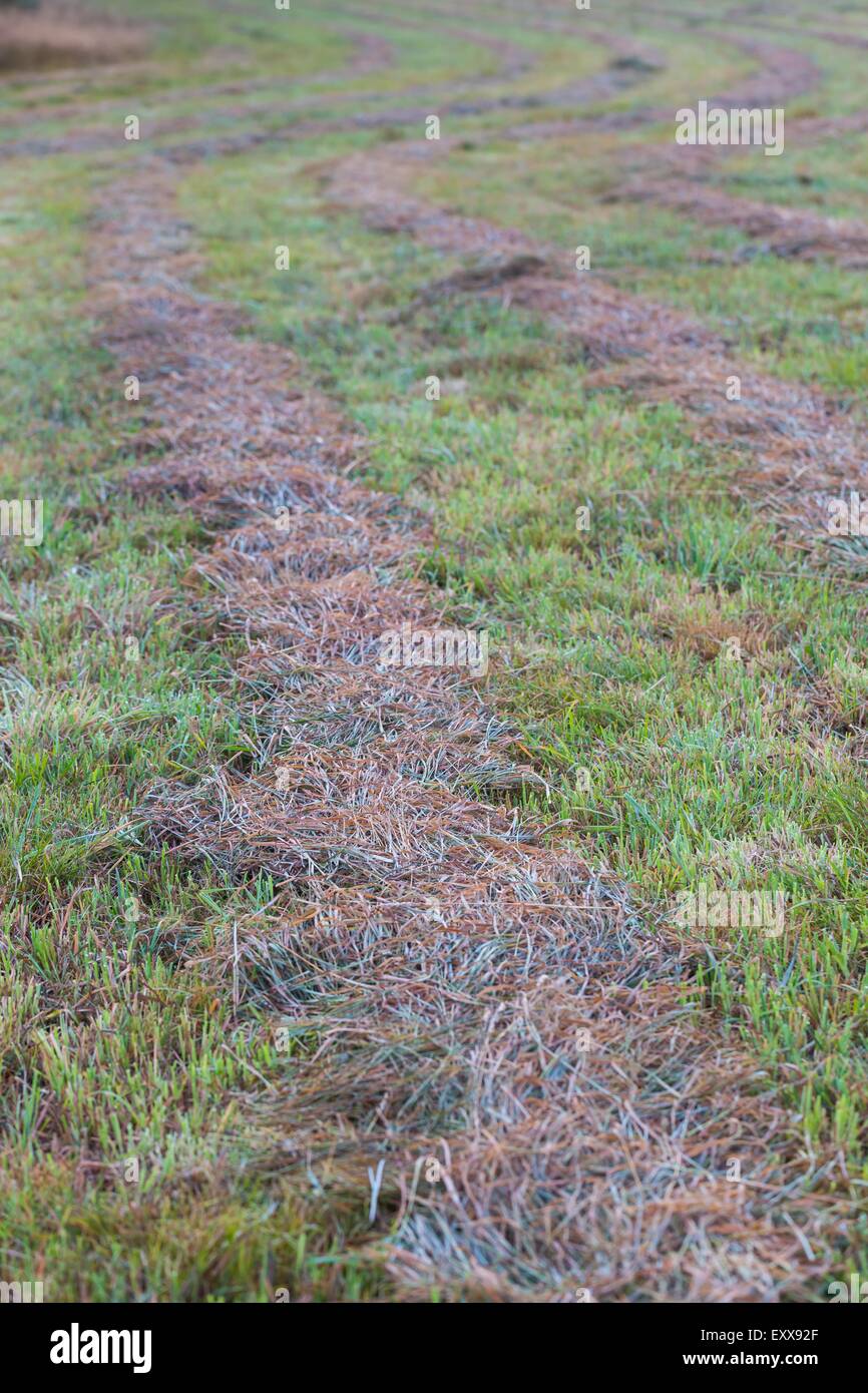 Just cutted grass in summertime. Nature background Stock Photo - Alamy