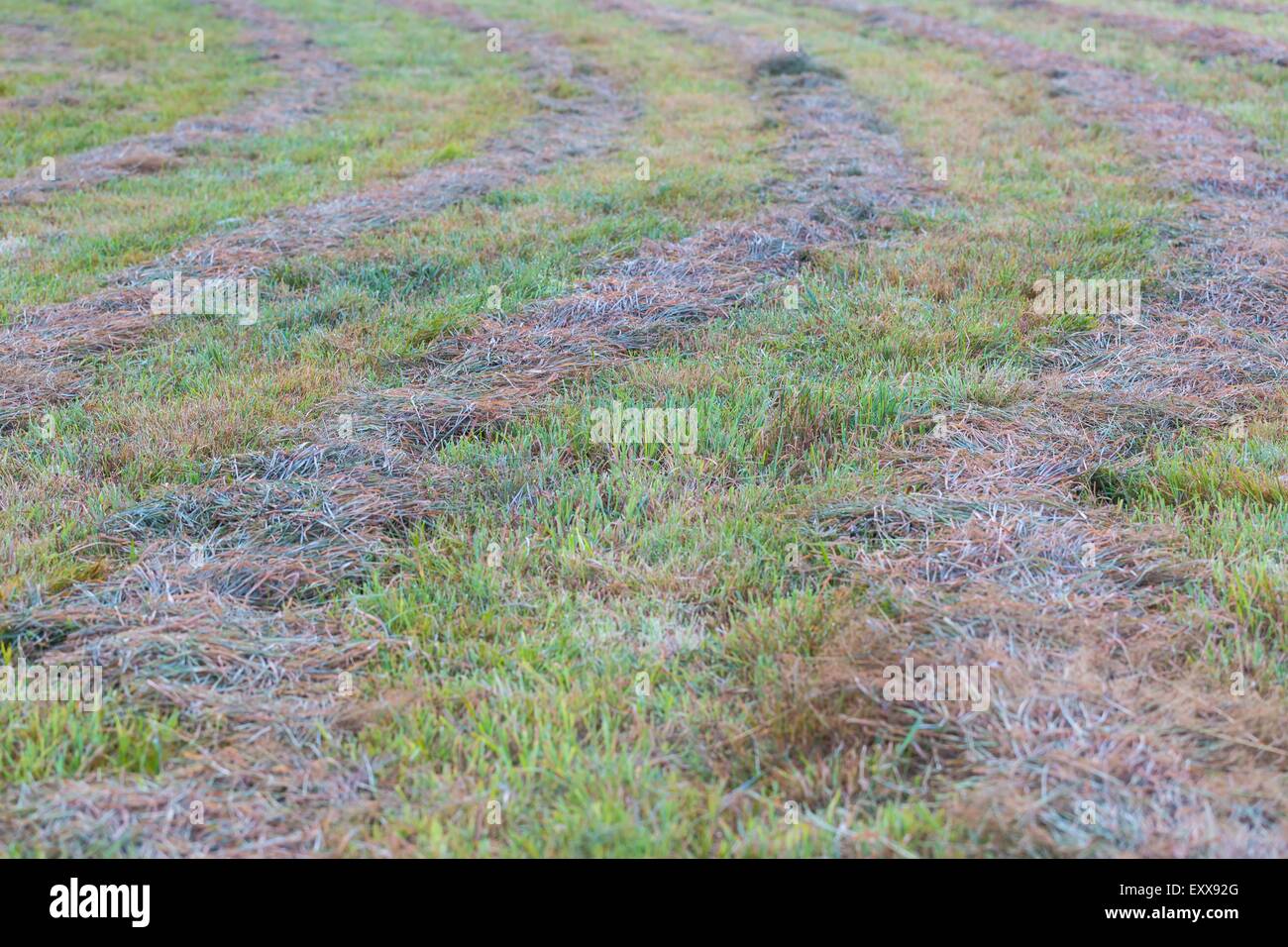 Summertime nature hi-res stock photography and images - Alamy