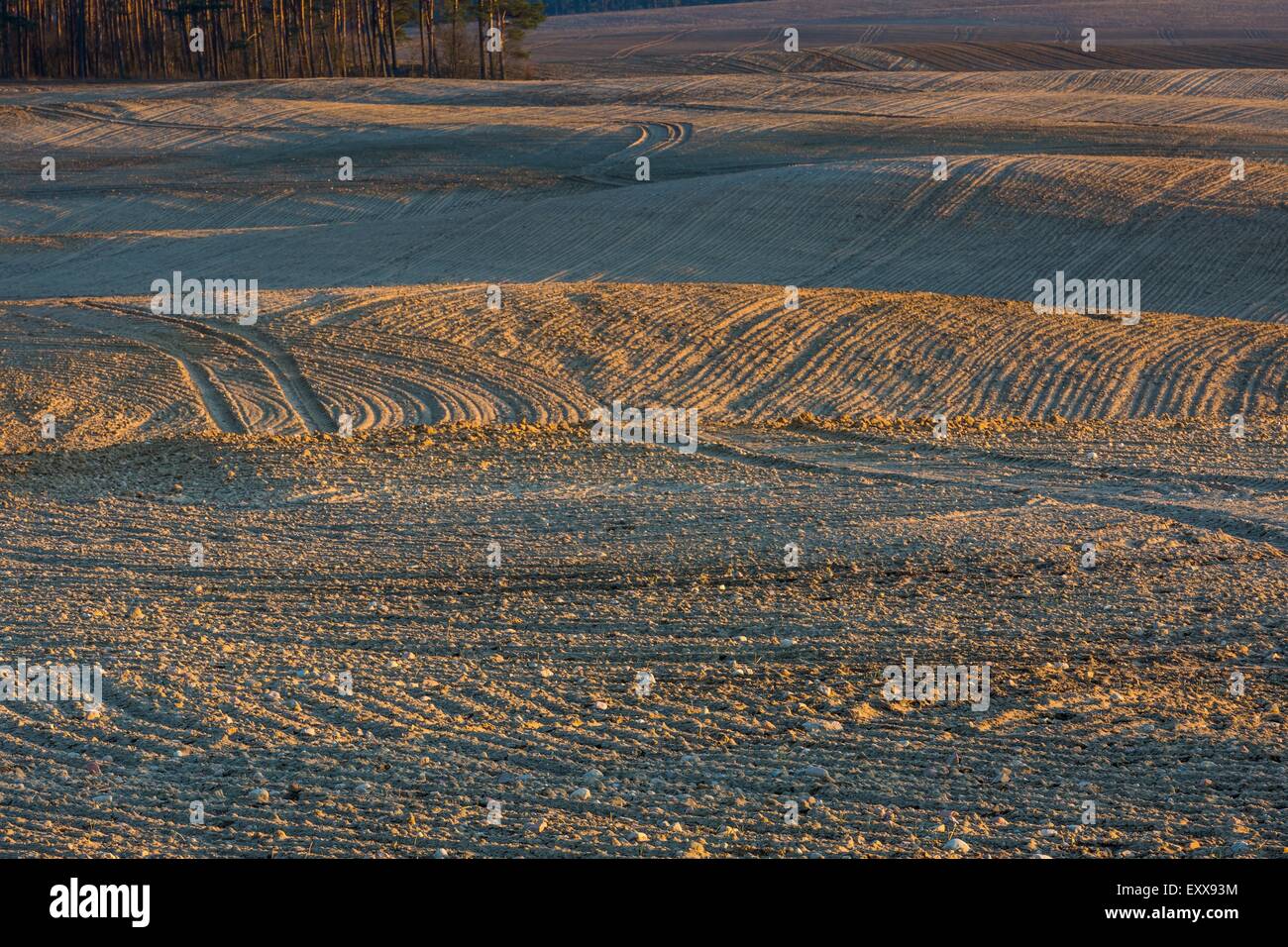 Plowed and sown field landscpe photographed in Poland at early ...
