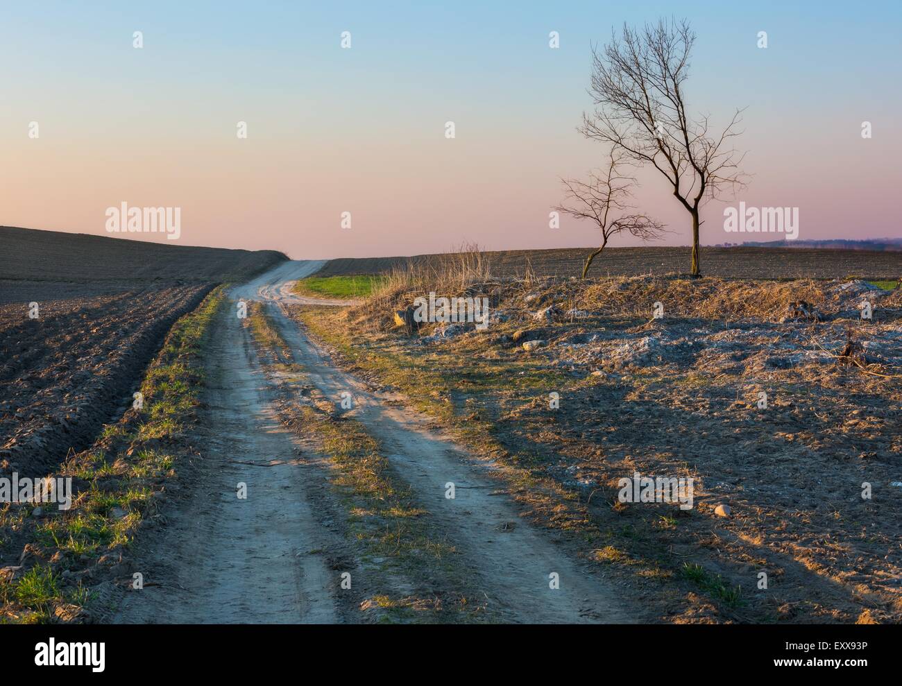 Plowed and sown field landscpe with sandy rural road photographed in ...