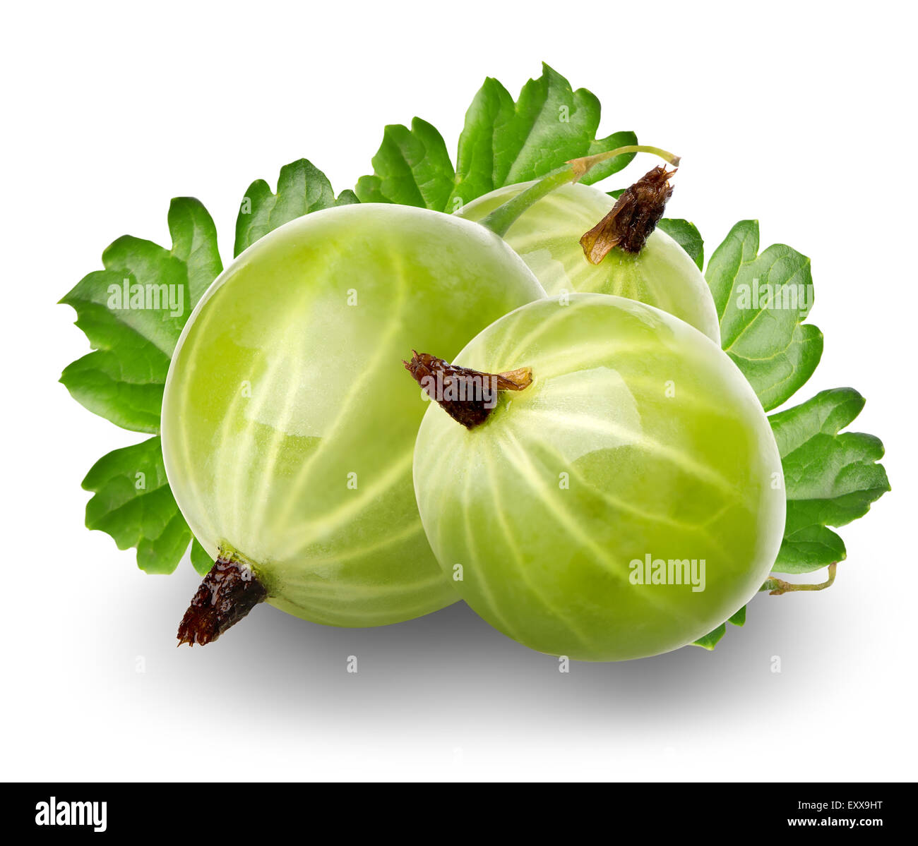 White stem gooseberry hi-res stock photography and images - Alamy