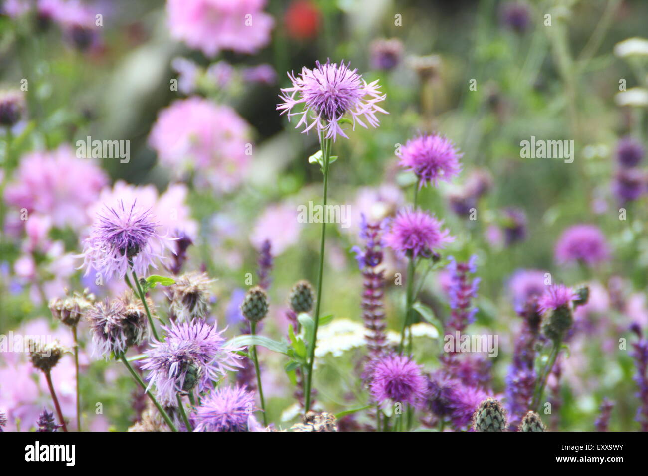 An elegant selection of lilac-hued wildflowers grow in a meadow at ...